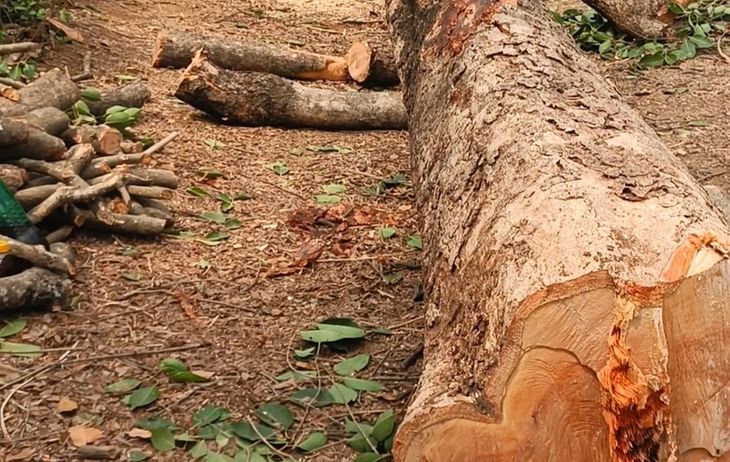 Controversy over cutting down trees without consent in Valsad