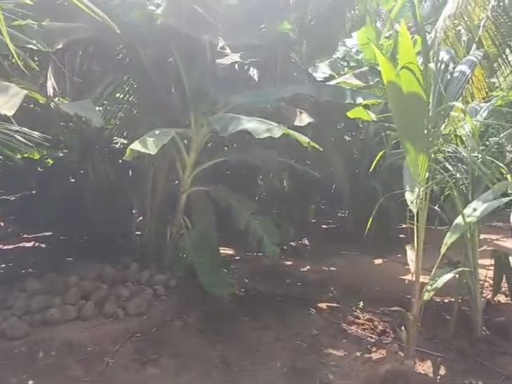 Relya Village Leopard Cubs Threaten Livestock & Villagers