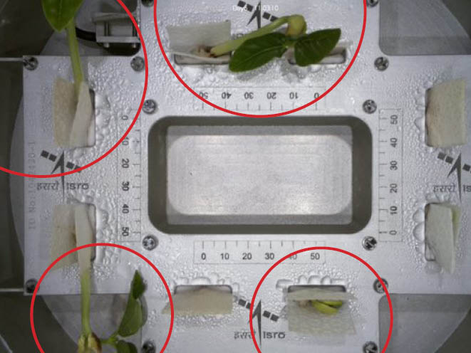Leaves sprout in lobia seeds aboard ISRO's SpaDeX mission