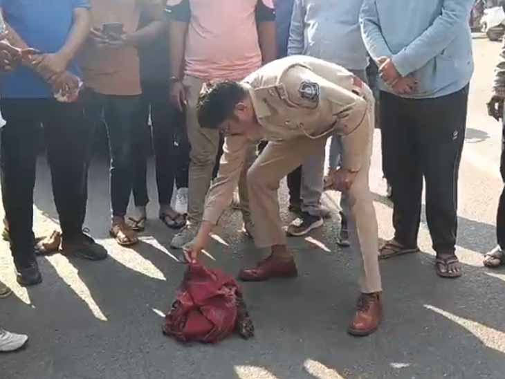 Controversy Over Severed Calf Head Found in Surat: Animal Lovers ...