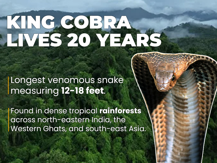 MP plans king cobra reintroduction in forests to reduce snakebites
