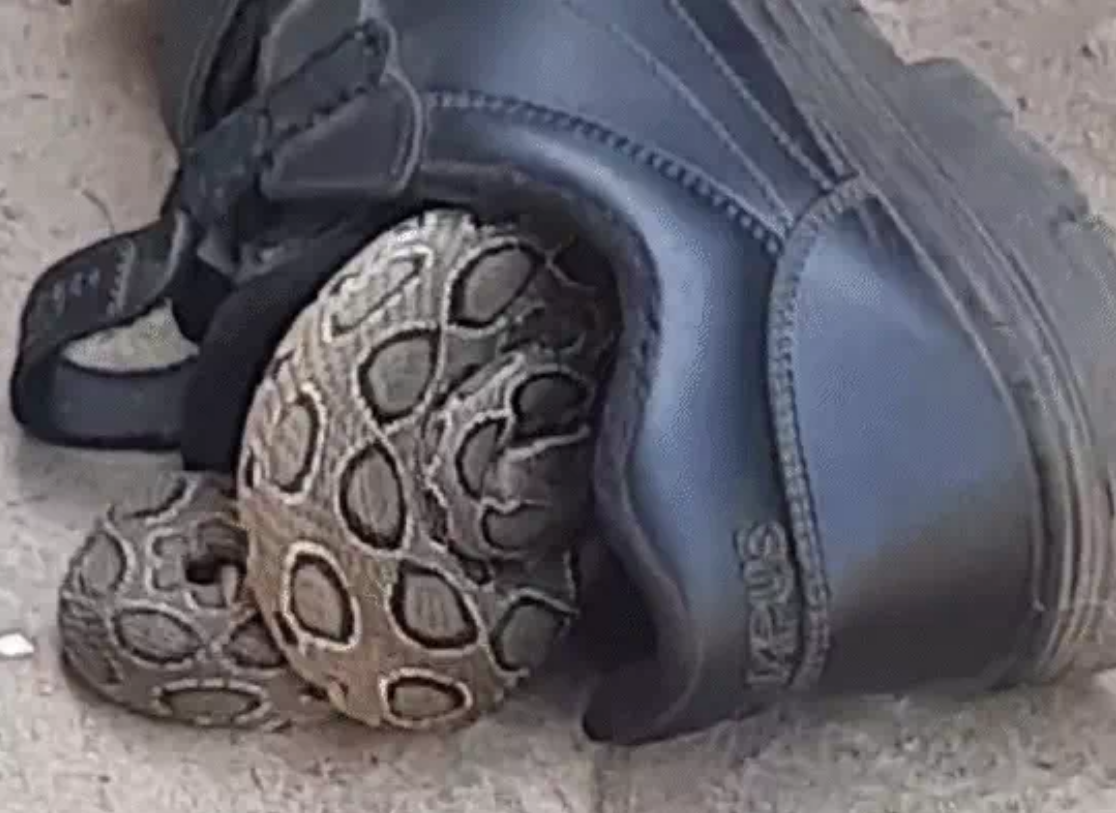 Snake found inside school student’s shoe in Bhopal