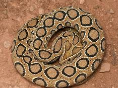Snake found inside school student’s shoe in Bhopal