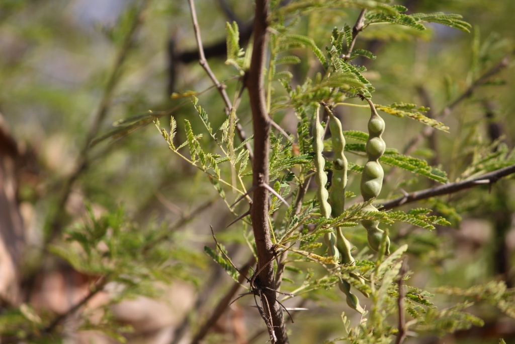 Kutch’s Guneri Mangroves Declared Gujarat’s First Biodiversity Heritage ...
