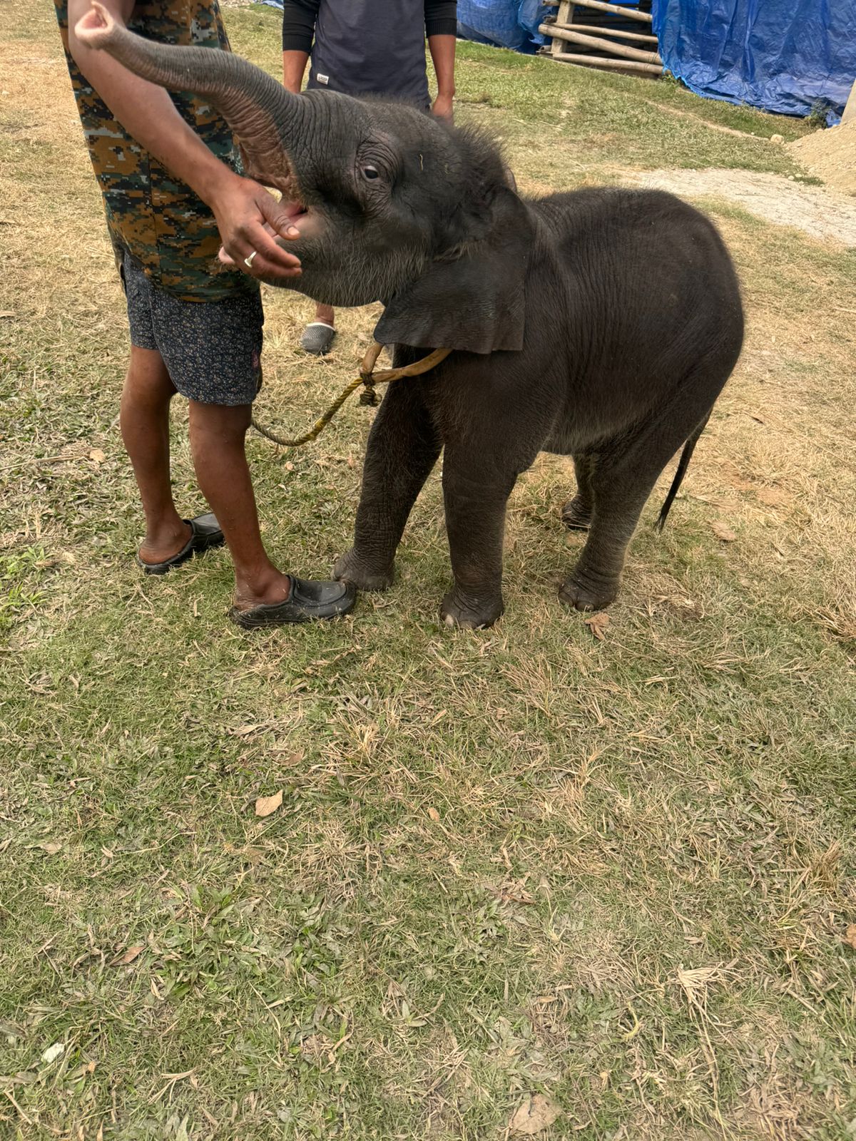 Heartwarming Rescue: 20-day-old elephant calf finds new home