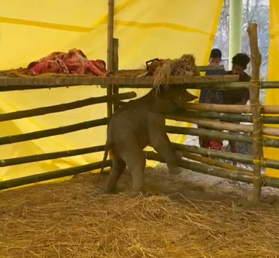 Heartwarming Rescue: 20-day-old elephant calf finds new home
