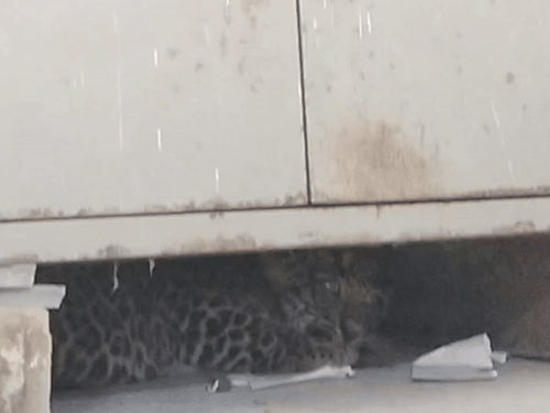 Leopard Cub enters school during prayer time, triggers panic