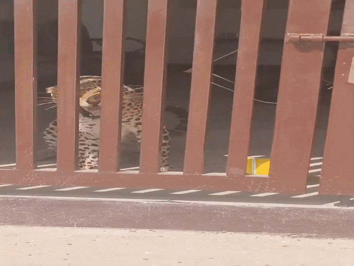 Leopard enters school in Rewa, trapped in a room: Rescue team to ...