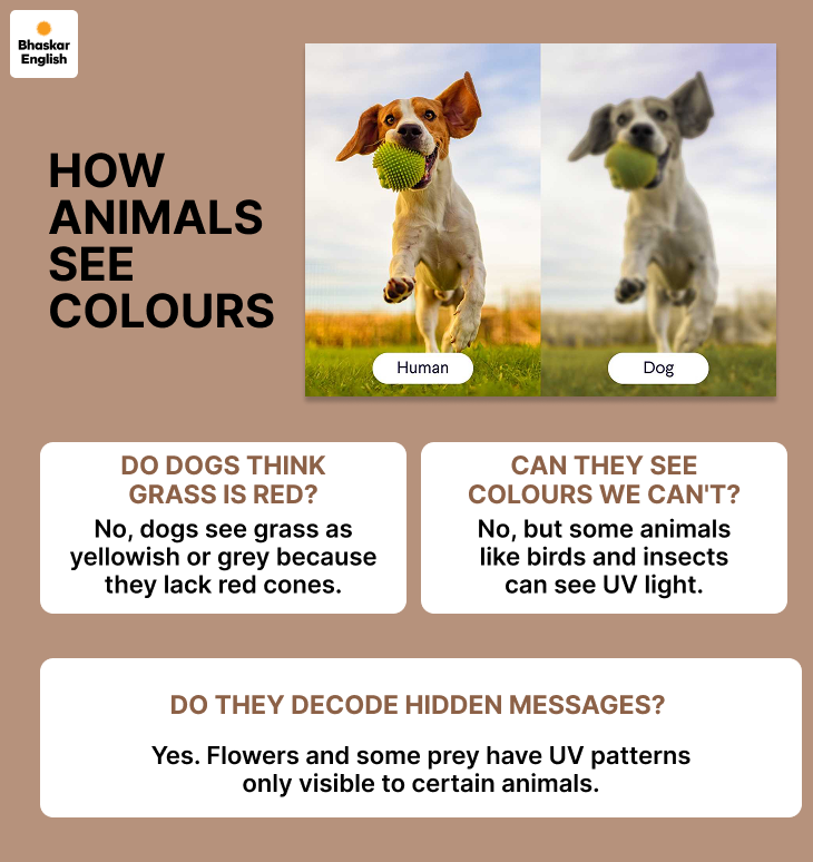 How human see colour, Do We Dream in Color or Black & White? science of ...