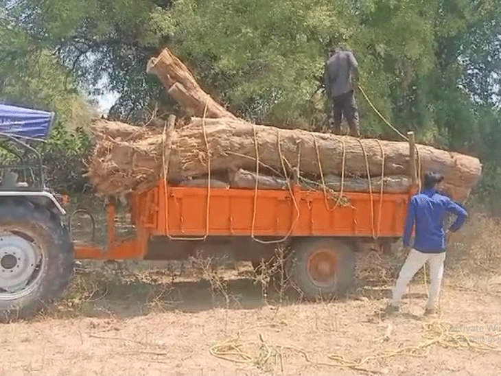 Scam of illegal tree cutting and large-scale wood selling from ...