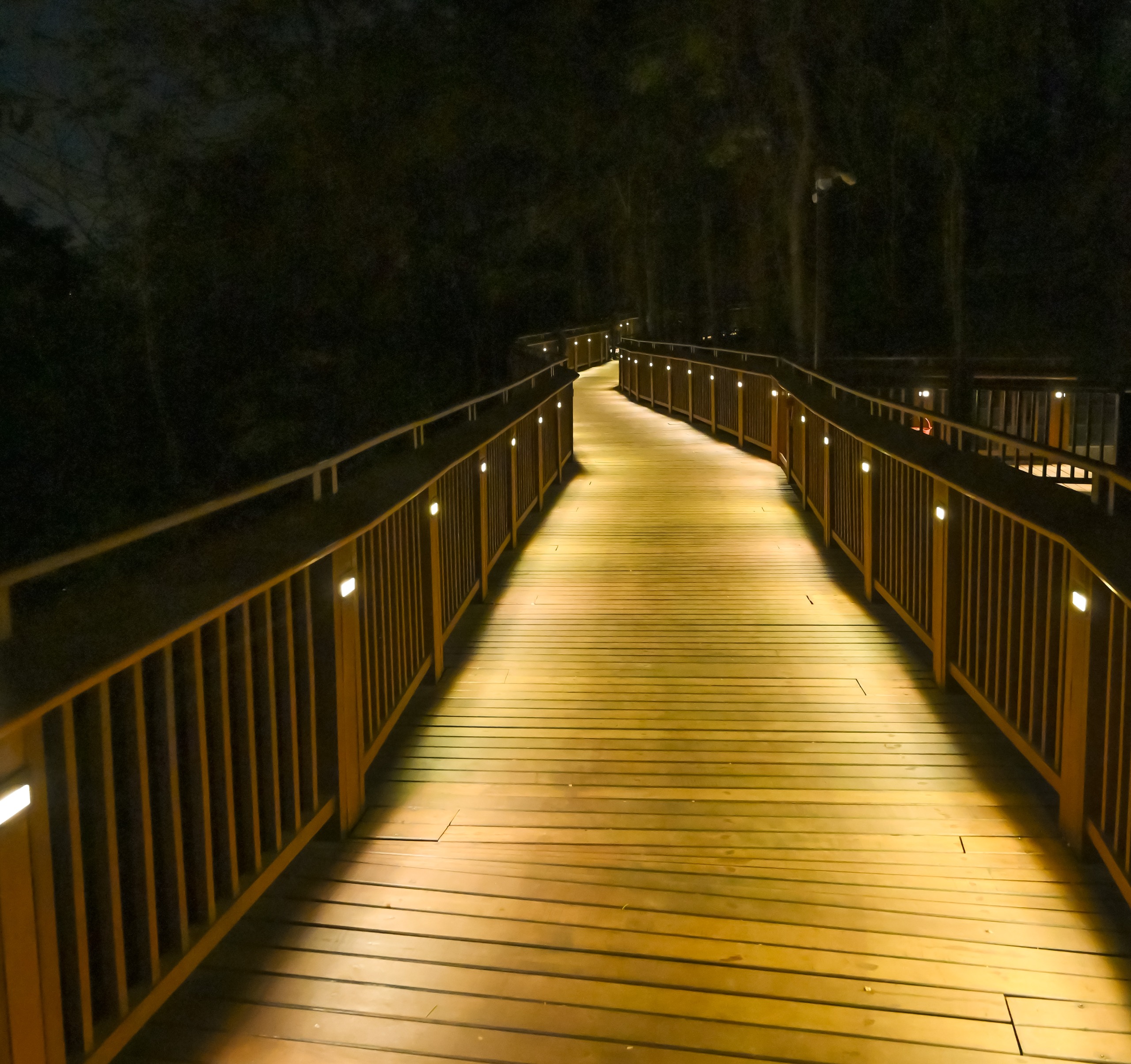 Mumbai gets first elevated nature trail at Malabar Hill: Tree top ...
