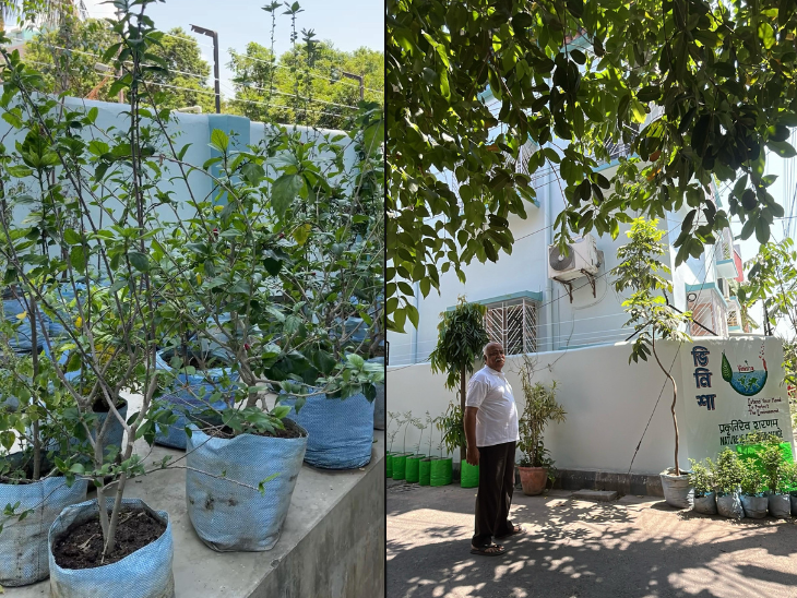 67-year-old Ramesh Chandran brings dying trees back to life; With ...