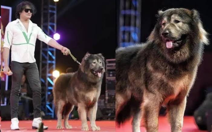Bengaluru breeder’s Rs 50-Crore ‘Wolfdog’ exposed as elaborate hoax: ED ...