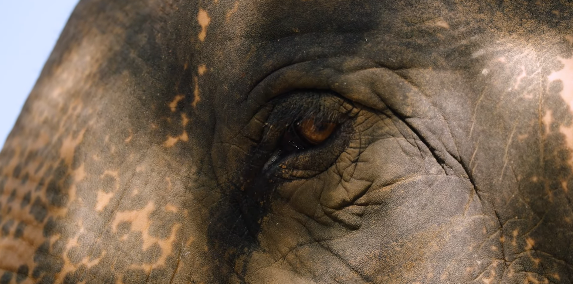 Scientists develops coolest eco-friendly tile you've ever seen-mushroom ...