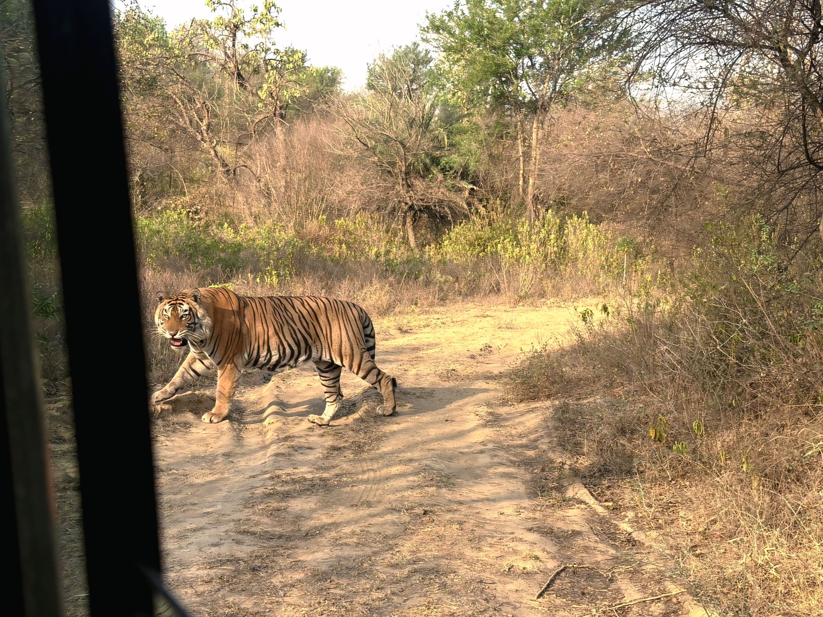 Ramgarh Vishdhari Prepares Non-Tourism Tigers for Public Safaris After ...
