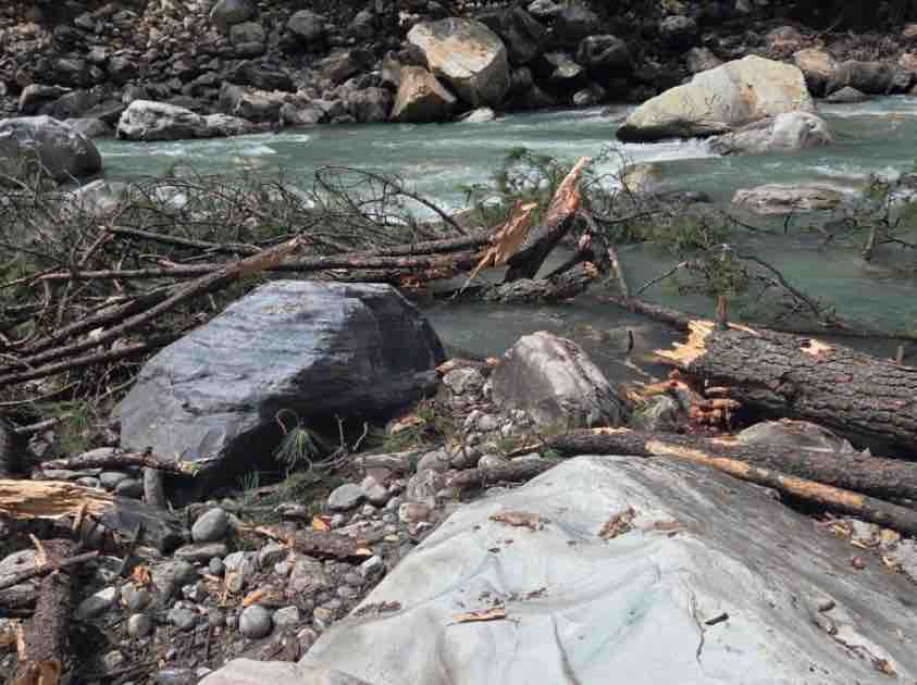 2 female tourists injured in Kullu; Tree falls due to strong winds, 1 ...