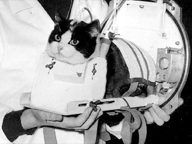 From cat to chimpanzee, the animals sent into space