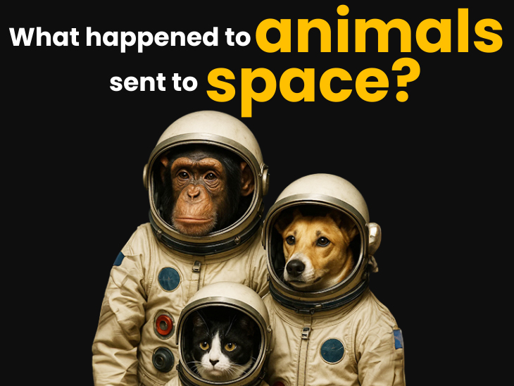 From cat to chimpanzee, the animals sent into space