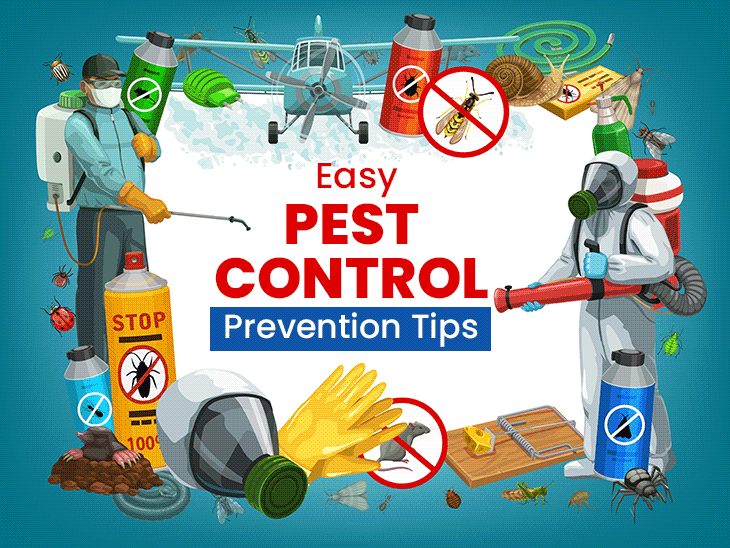 prevention tips to keep home kitchen pest free in monsoon rainy season ...