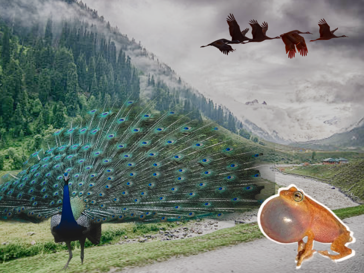 nature-monsoon-signs-india-animals-birds-plants-prediction | Bhaskar ...