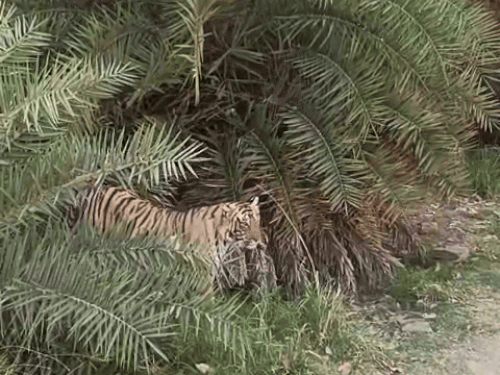 kankati the fierce tigress shifts from ranthambore to mukundra declared ...
