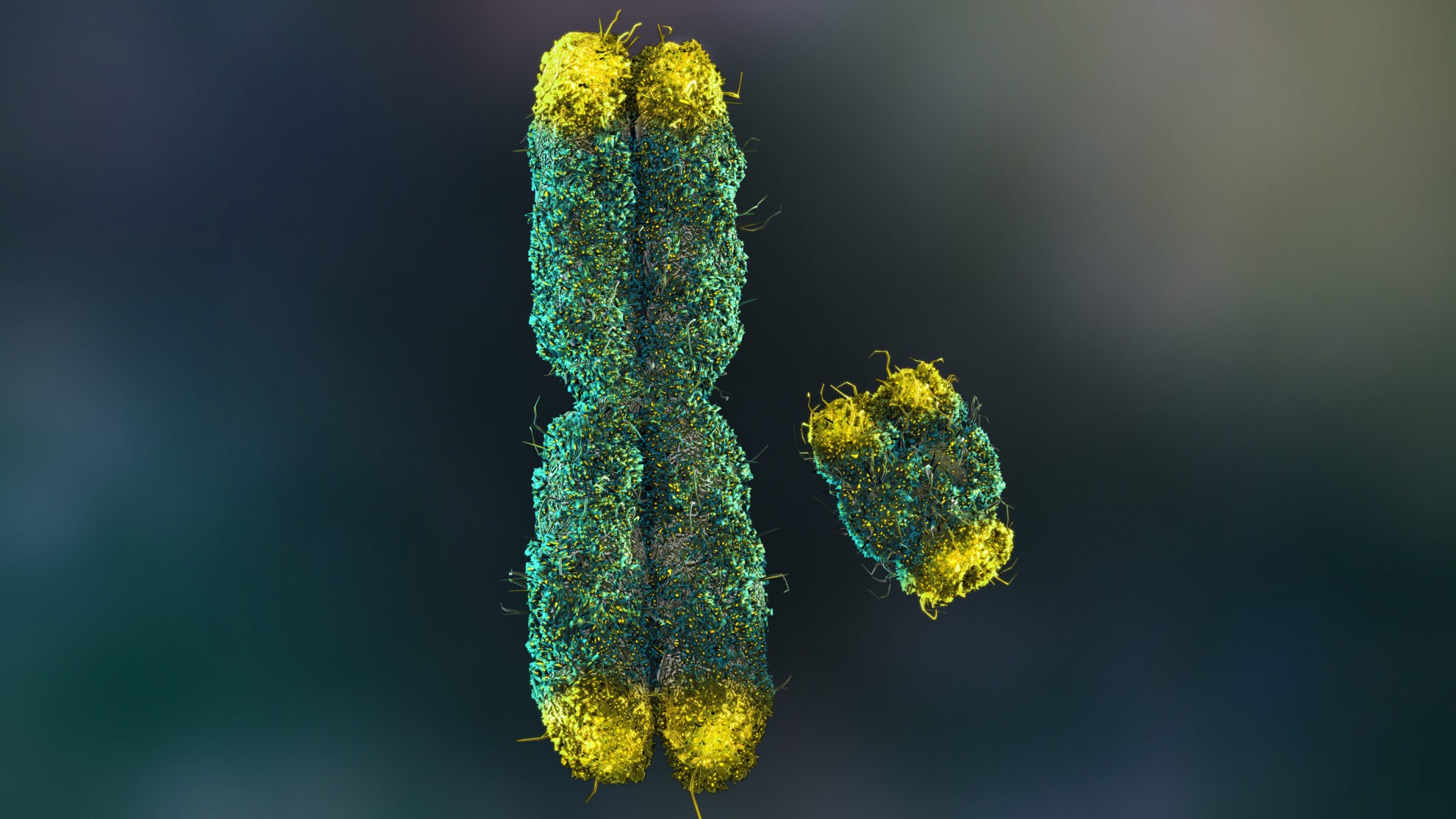 Y Chromosome Male Gene