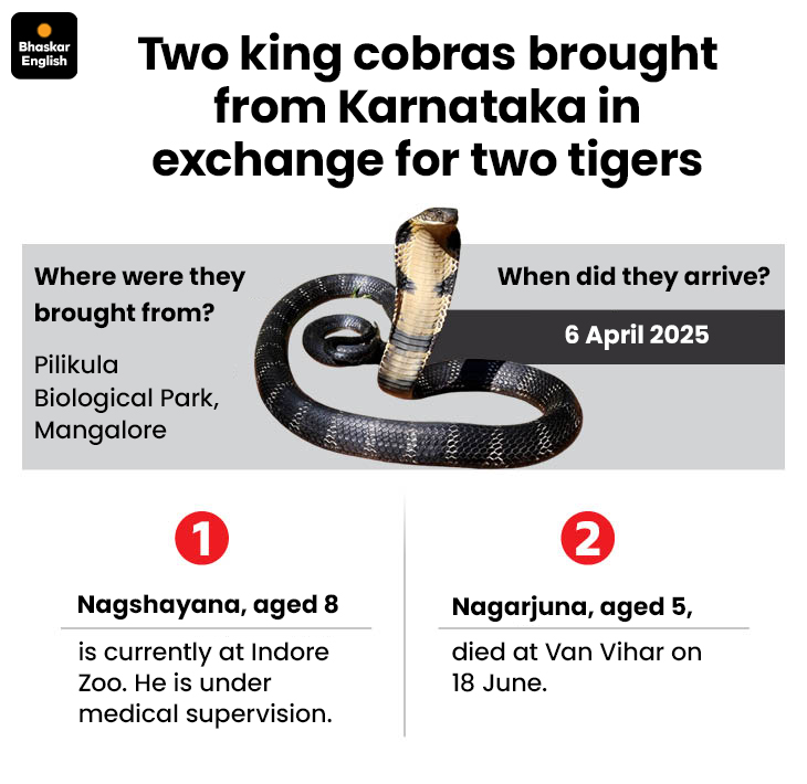 King Cobra dies of respiratory tract infection: Similar case reported ...