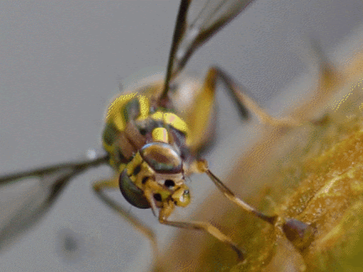 Flies to Combat Flesh-Eating Bugs, Woman Hitchhikes Across 16 Countries ...