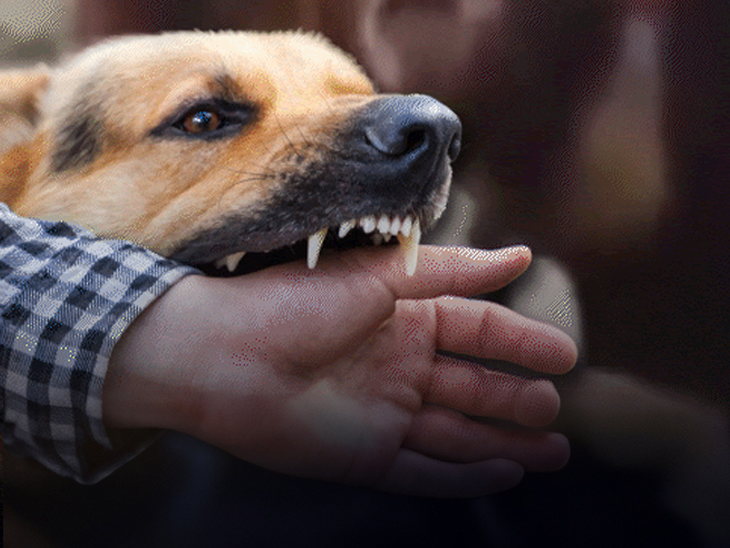 Bitten while rescuing a puppy: Kabbadi player Brijesh Solanki dies