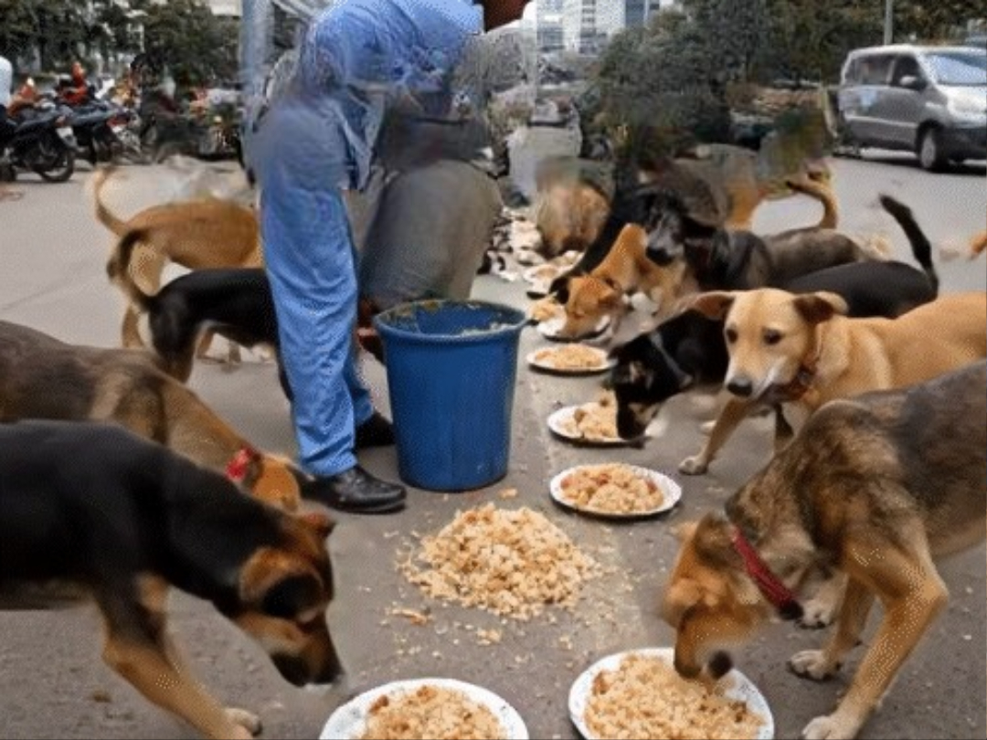 Bengaluru to feed biryani to stray dogs under new scheme | Bhaskar English