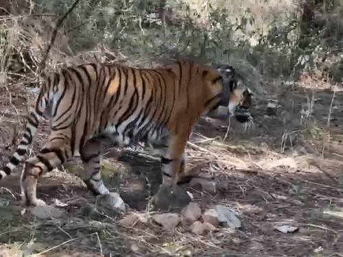 Dumpers to run again in tiger's home in Rajasthan; Marble mines to ...
