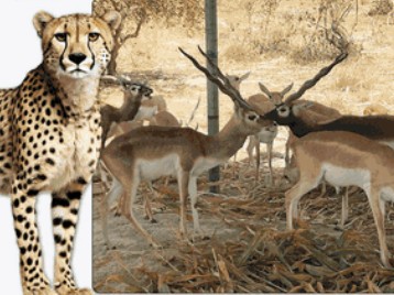 Cheetahs to Return to Kutch After 78 Years in Banni Project