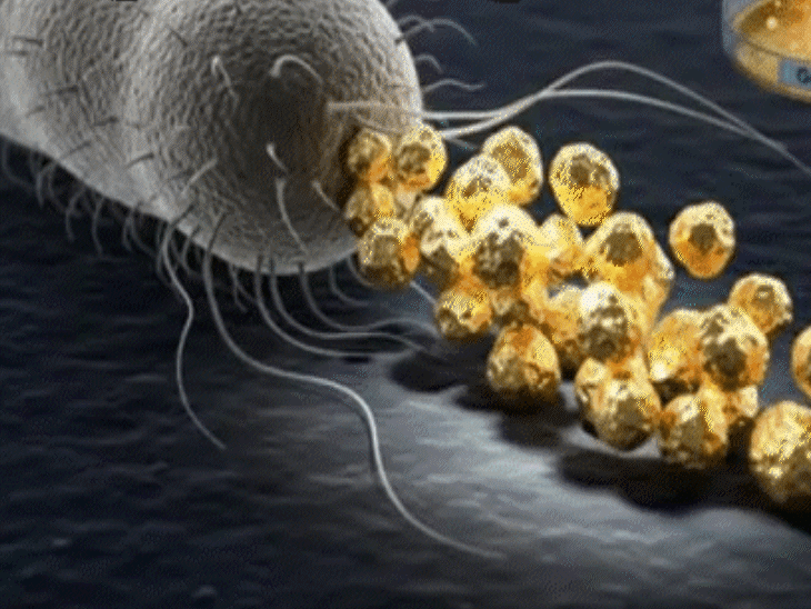 Bacteria turns soil into 24-carat gold
