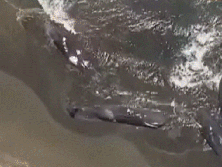 beluga-whales-animal-instinct-earthquake-tsunami-warning