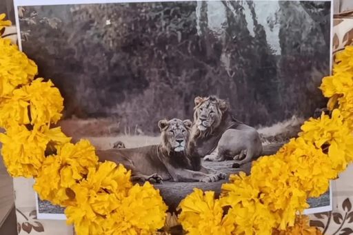 Gir Forest Lions Territory Fight Story; Jai Veeru | Jungle King