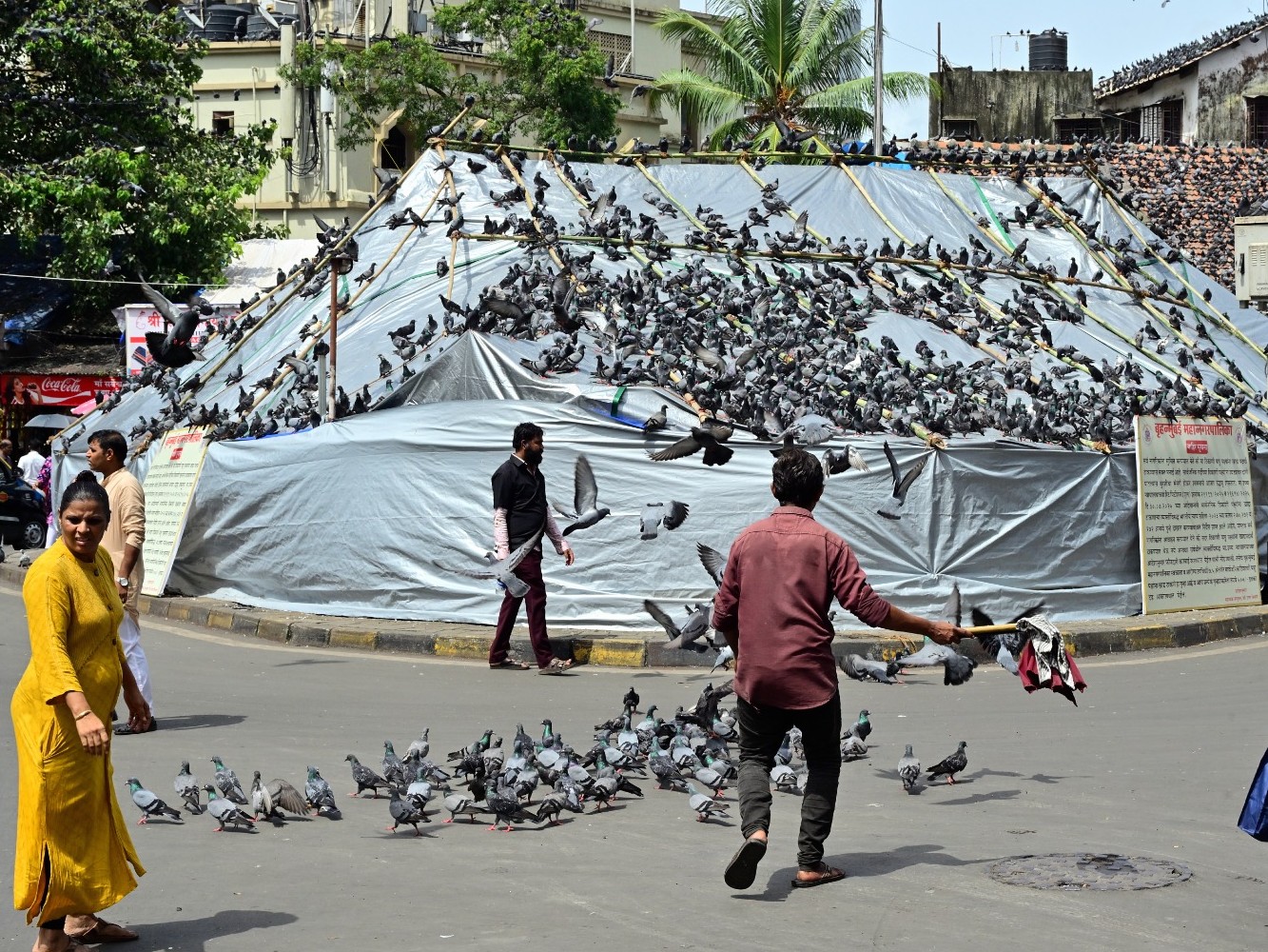 bmc covers dadar kabutar khana again civic body acts after supreme ...