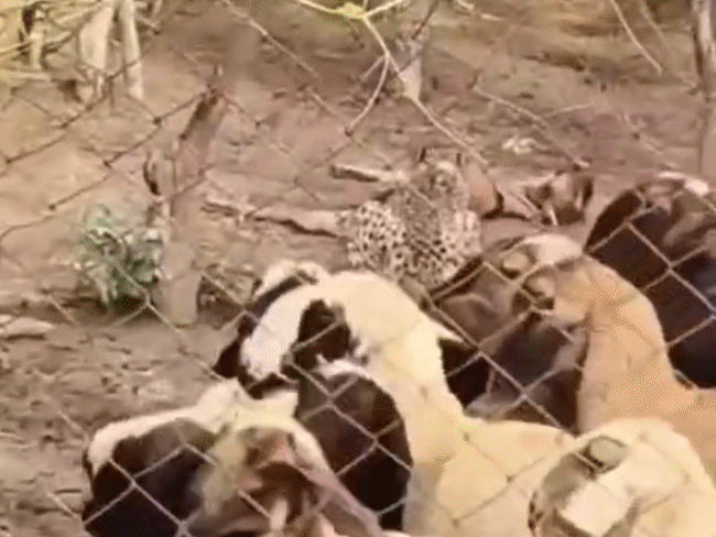 Cheetah from MP's Kuno National Park enters Rajasthan: Spotted hunting ...