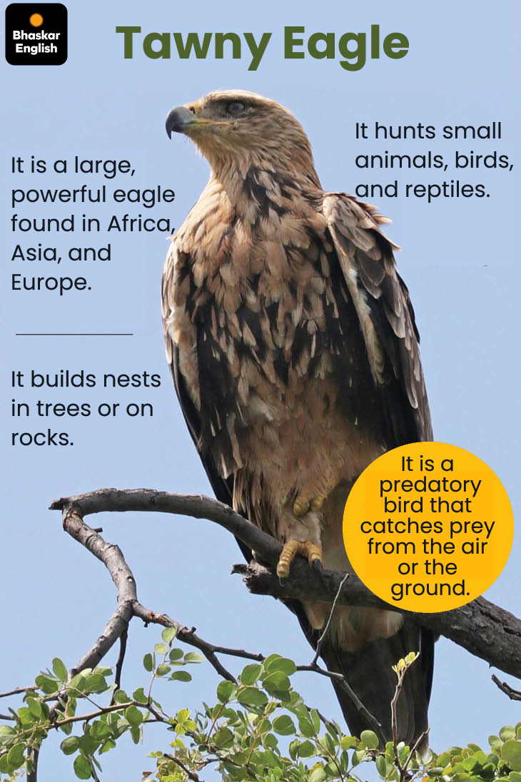 First scientific exploration of eagles & hawks in Jaisalmer: 6 species ...