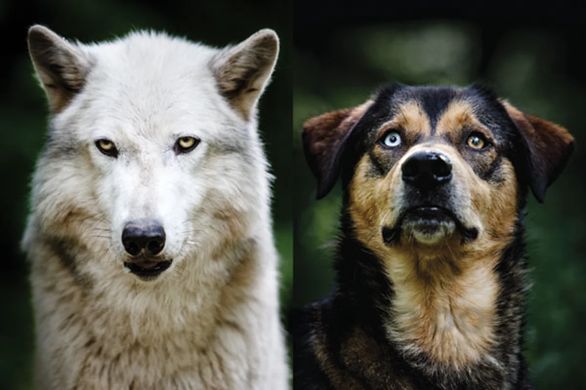 sunday-read-humans-oldest-friends-dogs-bond-history-verdict