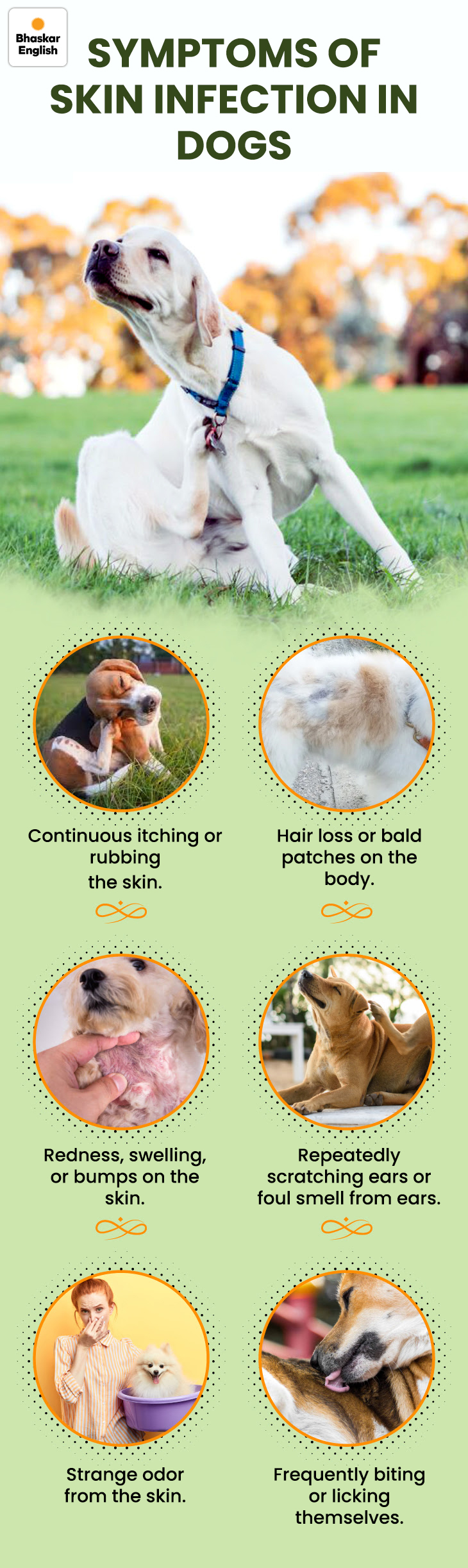 is same safe for dogs