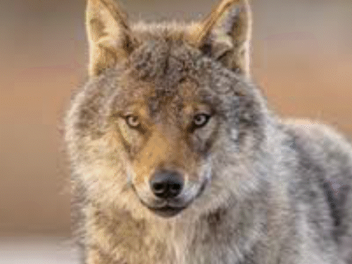 Man-eating wolf dies in Bahraich: Ranger claims it was shot, DFO says ...