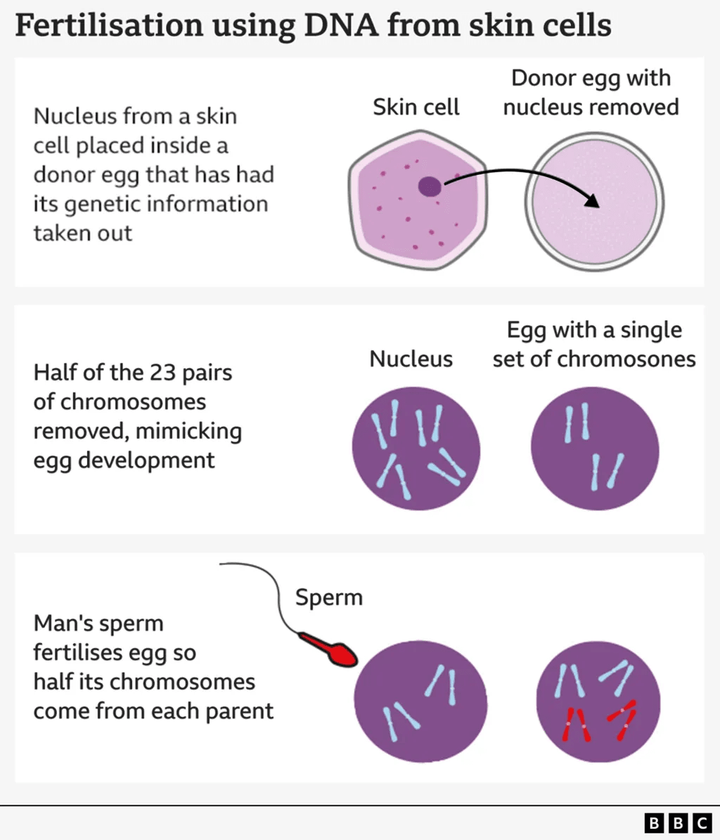 Scientists create fertilized human eggs using skin cells & sperm-it ...