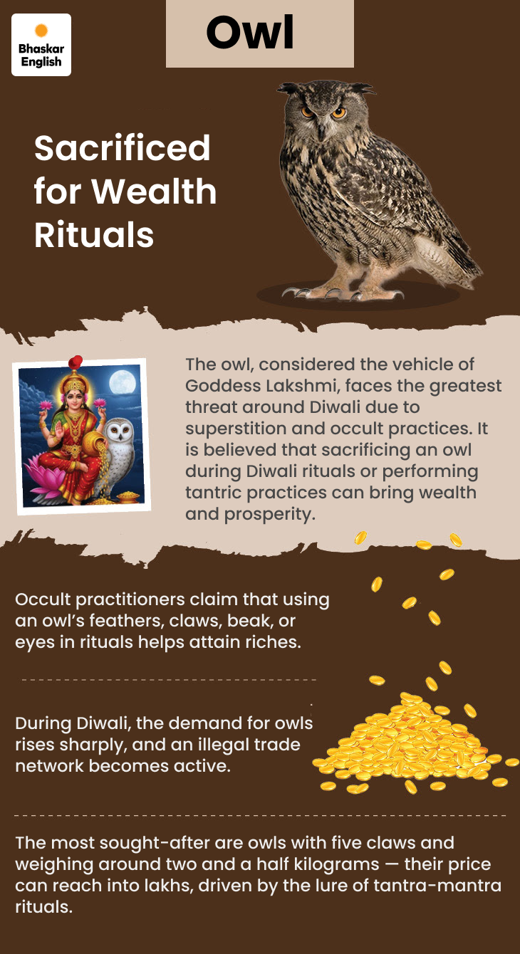 Tantric rituals and animal sacrifice on Diwali What really happens on ...