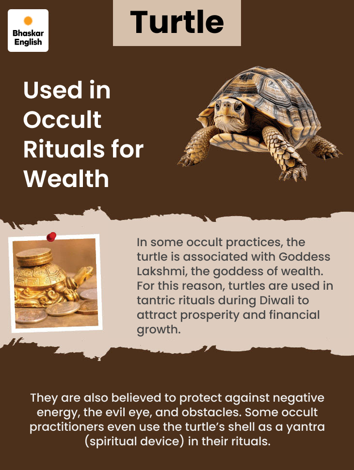Tantric rituals and animal sacrifice on Diwali What really happens on ...