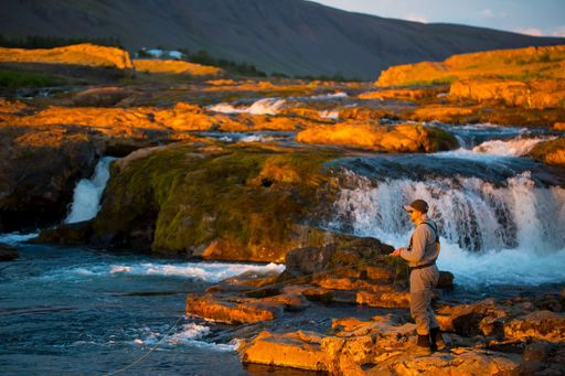 For the first time, mosquitoes were spotted in Iceland.