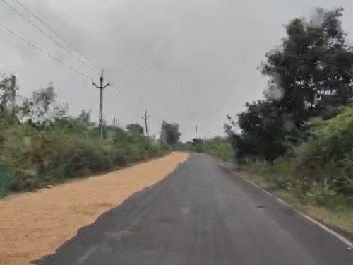Ankleshwar Hansot Farmers Reel Under Heavy Paddy Crop Loss 8 km Road ...