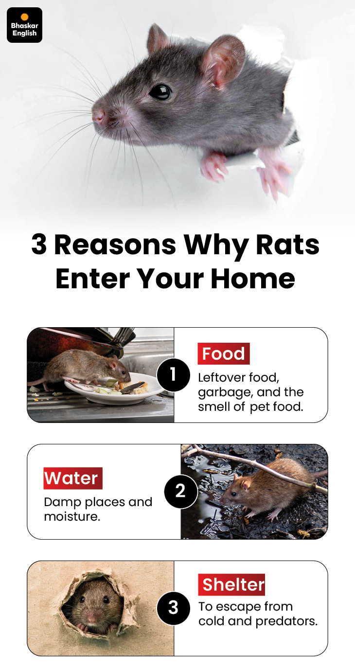 Are you troubled by rats?
