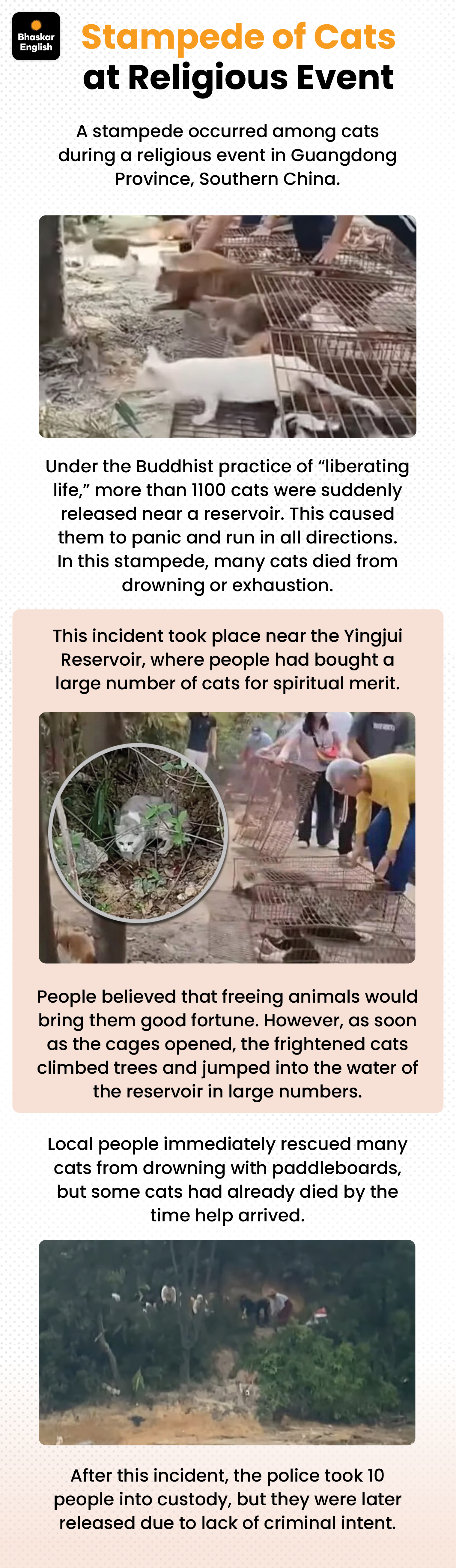 Cat stampede at religious event kills several | Bhaskar English