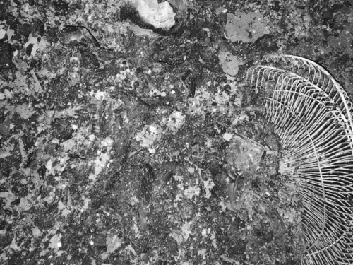 5 members of a family die in Muzaffarpur house fire | 4 others injured ...