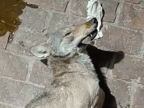 Man-eating wolf shot dead in Bahraich encounter Forest team shoots wolf ...